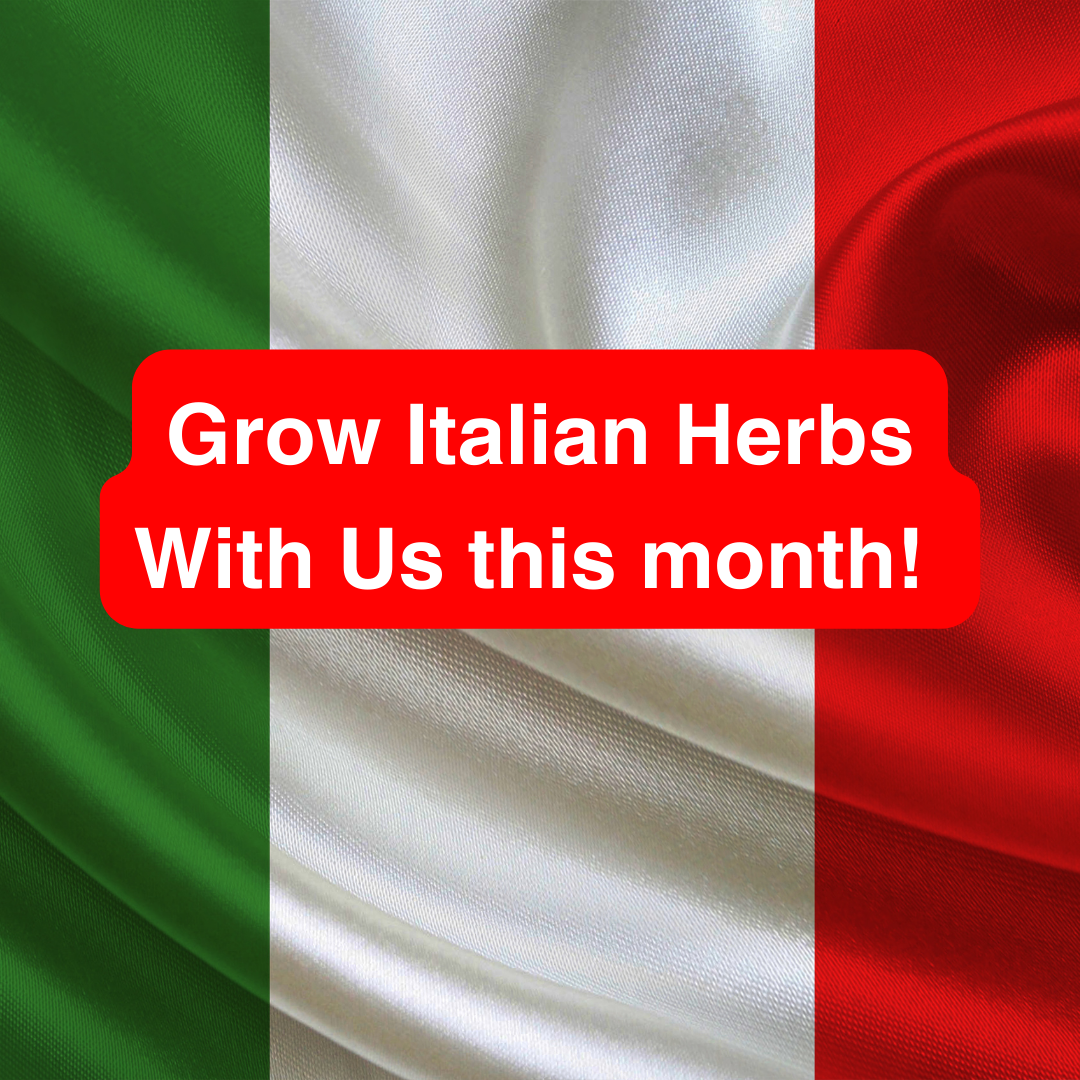 Celebrating Italian Heritage Month: Top 5 Italian Herbs to Grow in You ...
