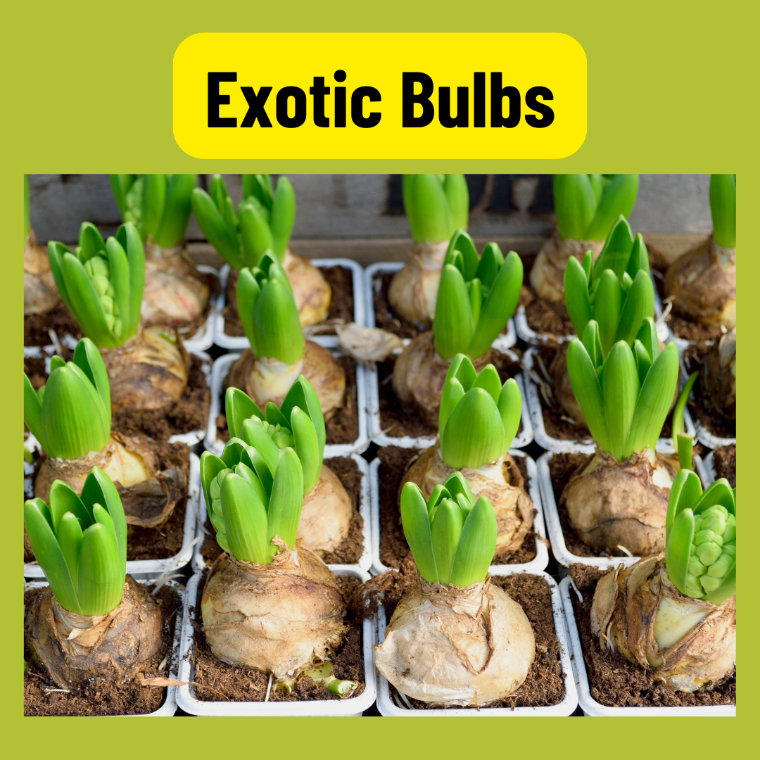 Beyond Tulips: 6 Exotic Bulbs to Transform Your Garden into a Wonderla ...