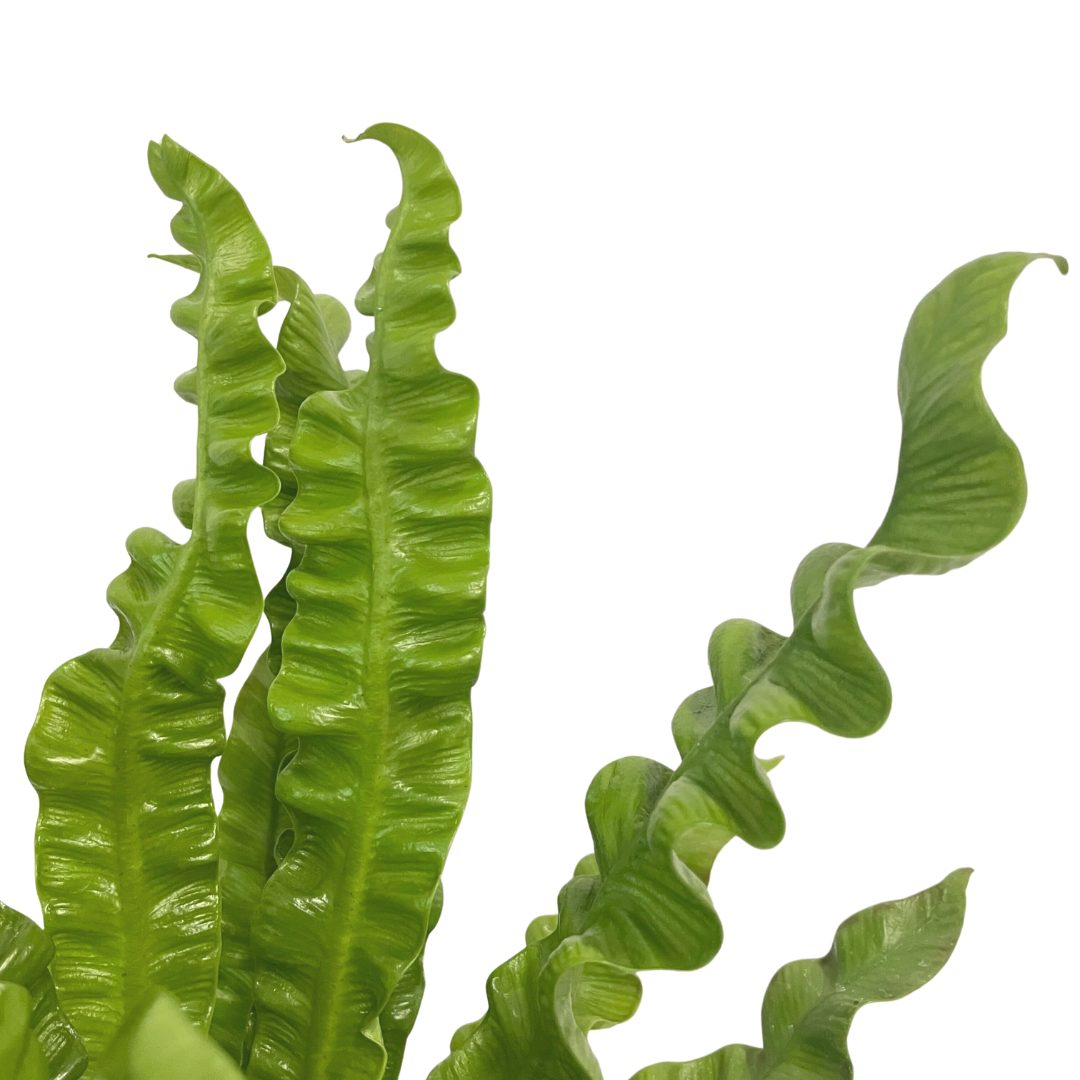 Fern: Crispy Wave – Lakeside Garden Gallery