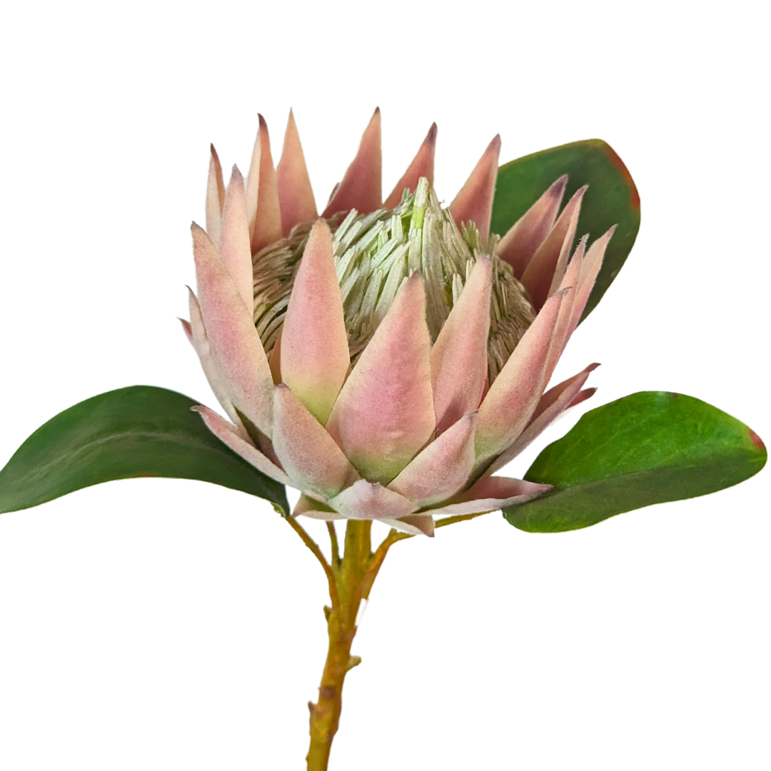 Queen Protea Spray – Lakeside Garden Gallery