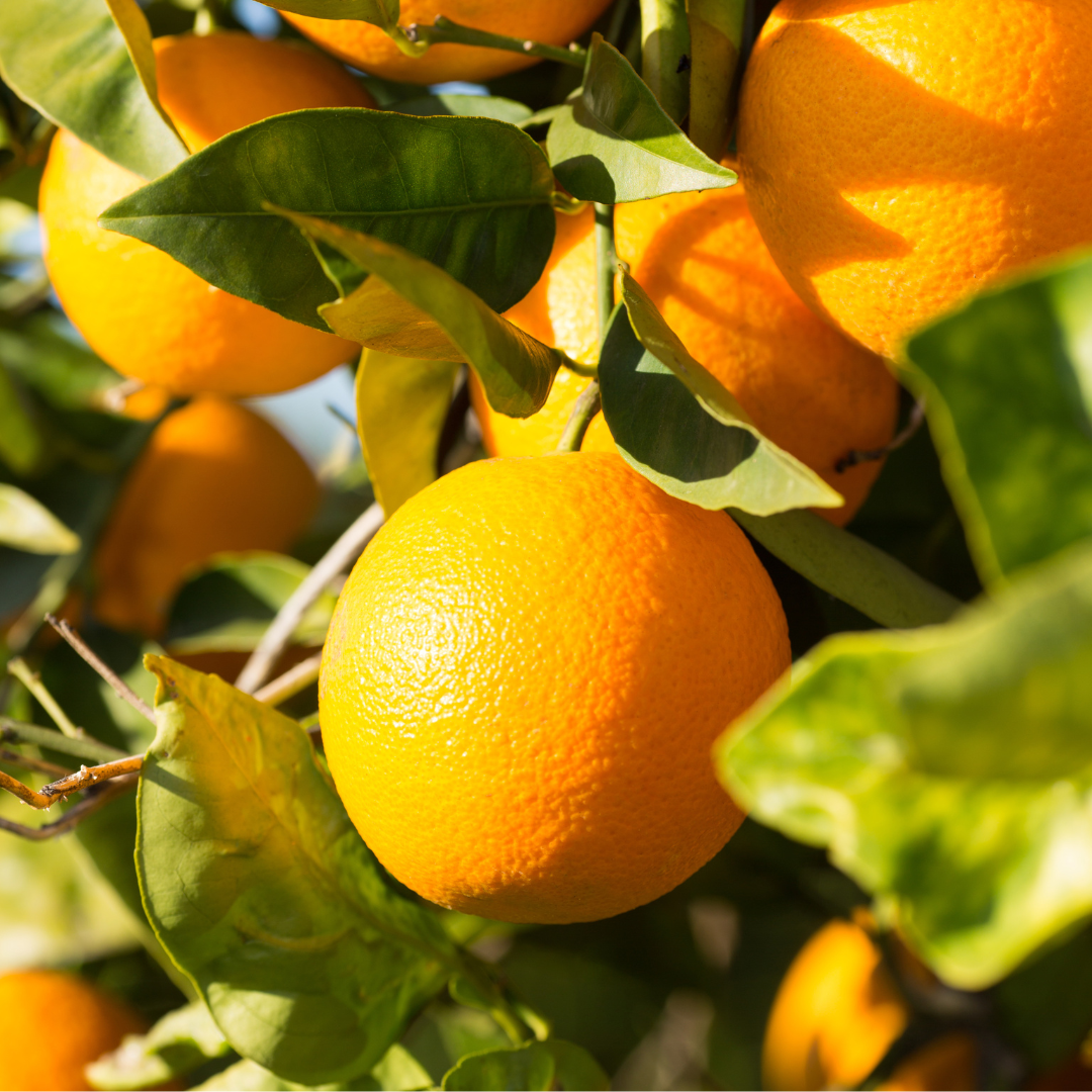 Citrus Trees – Lakeside Garden Gallery