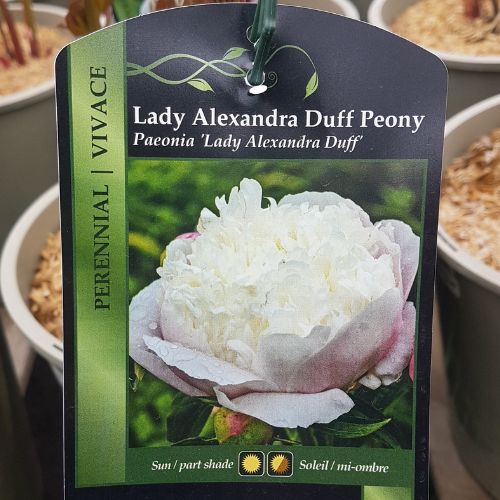 Peony: Lady Alexandra Duff – Lakeside Garden Gallery