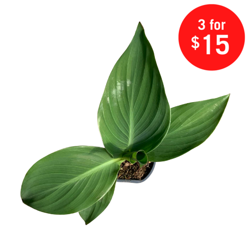 Canna Canova – Lakeside Garden Gallery