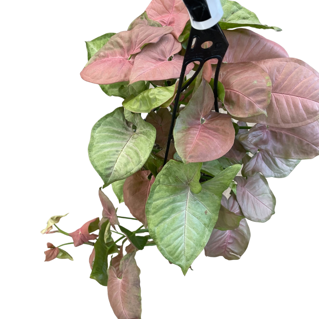 Nephthytis: Strawberry – Lakeside Garden Gallery