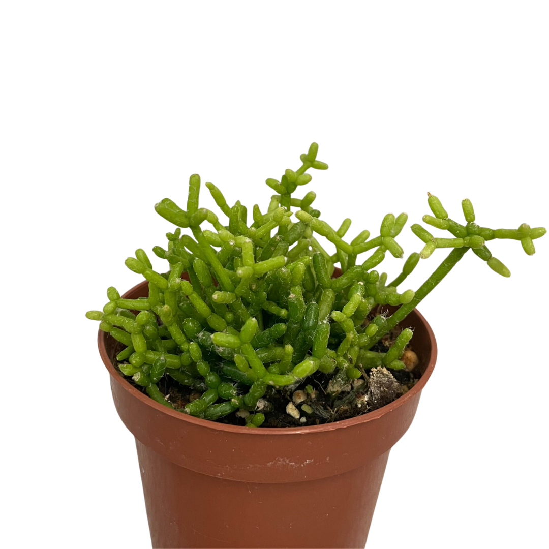 Rhipsalis Cereuscula (Dancing Bones or Rice Cactus) – Lakeside Garden ...