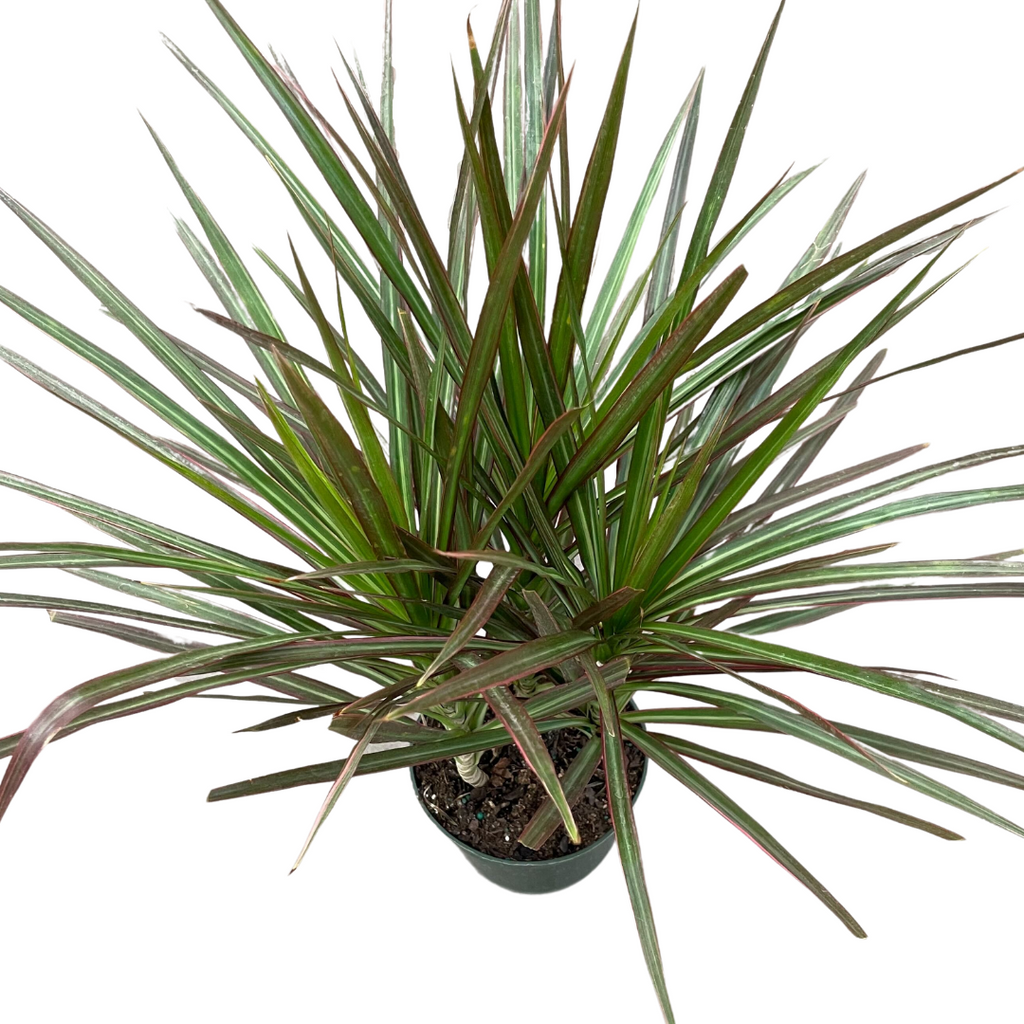 Dracaena Marginata: Colorama