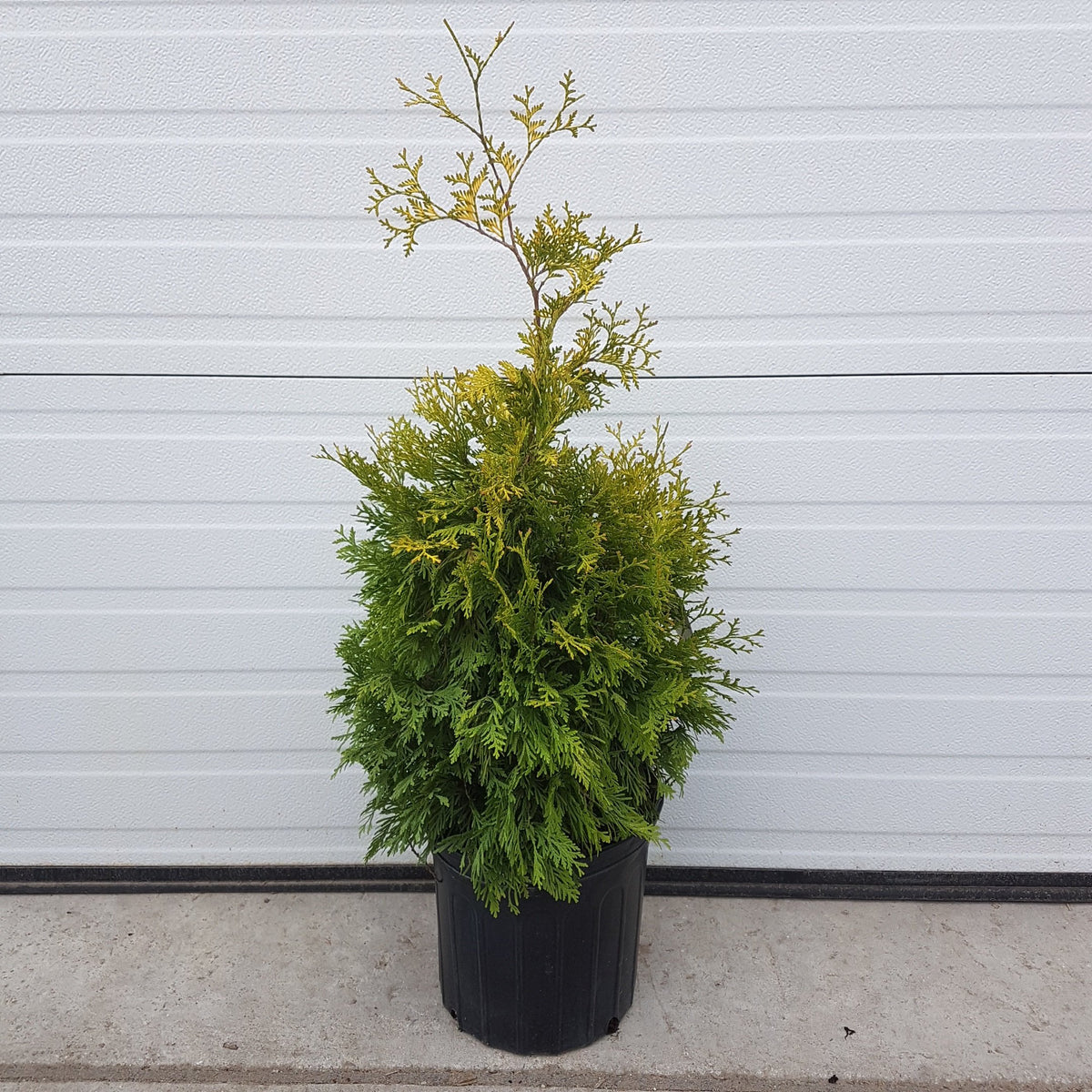 Yellow Ribbon Cedar – Lakeside Garden Gallery