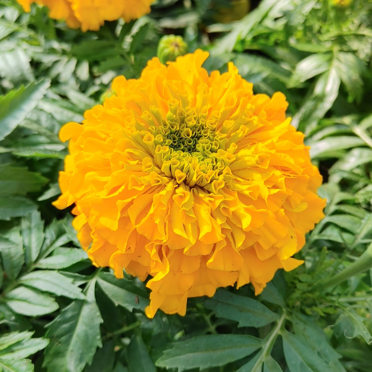 Dwarf French Marigold – Lakeside Garden Gallery