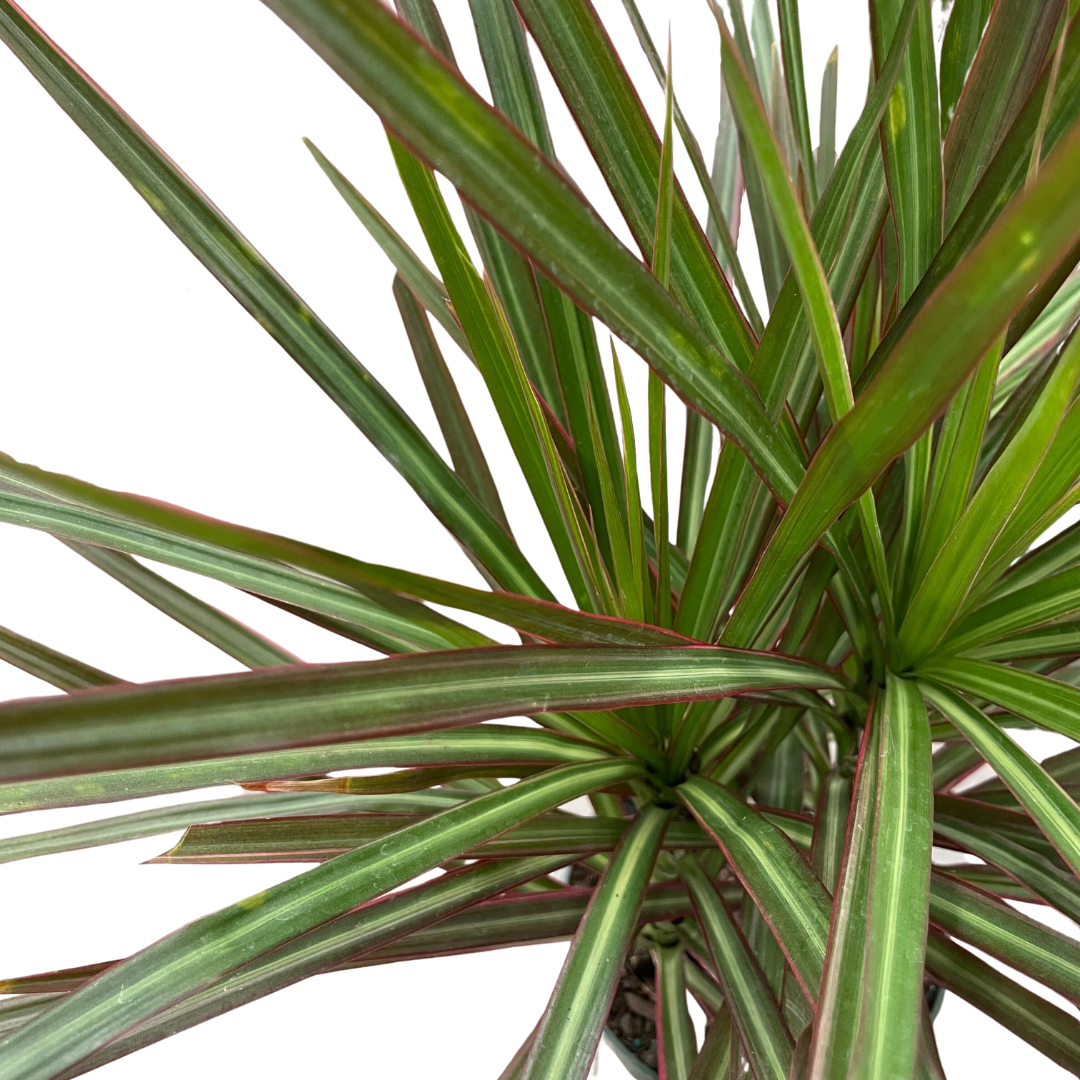 Dracaena Marginata: Colorama – Lakeside Garden Gallery
