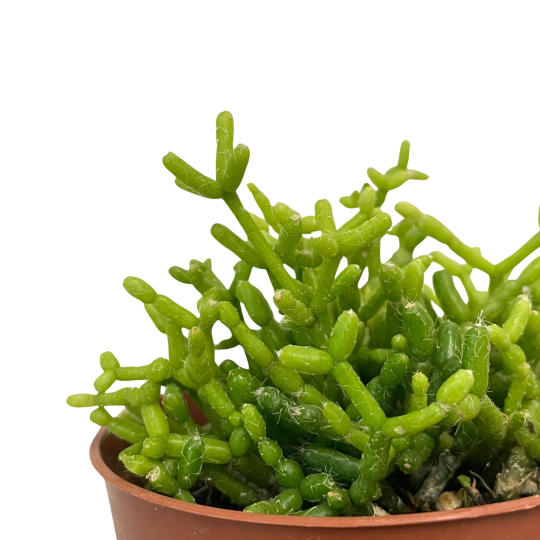 Rhipsalis Cereuscula (Dancing Bones or Rice Cactus) – Lakeside Garden ...