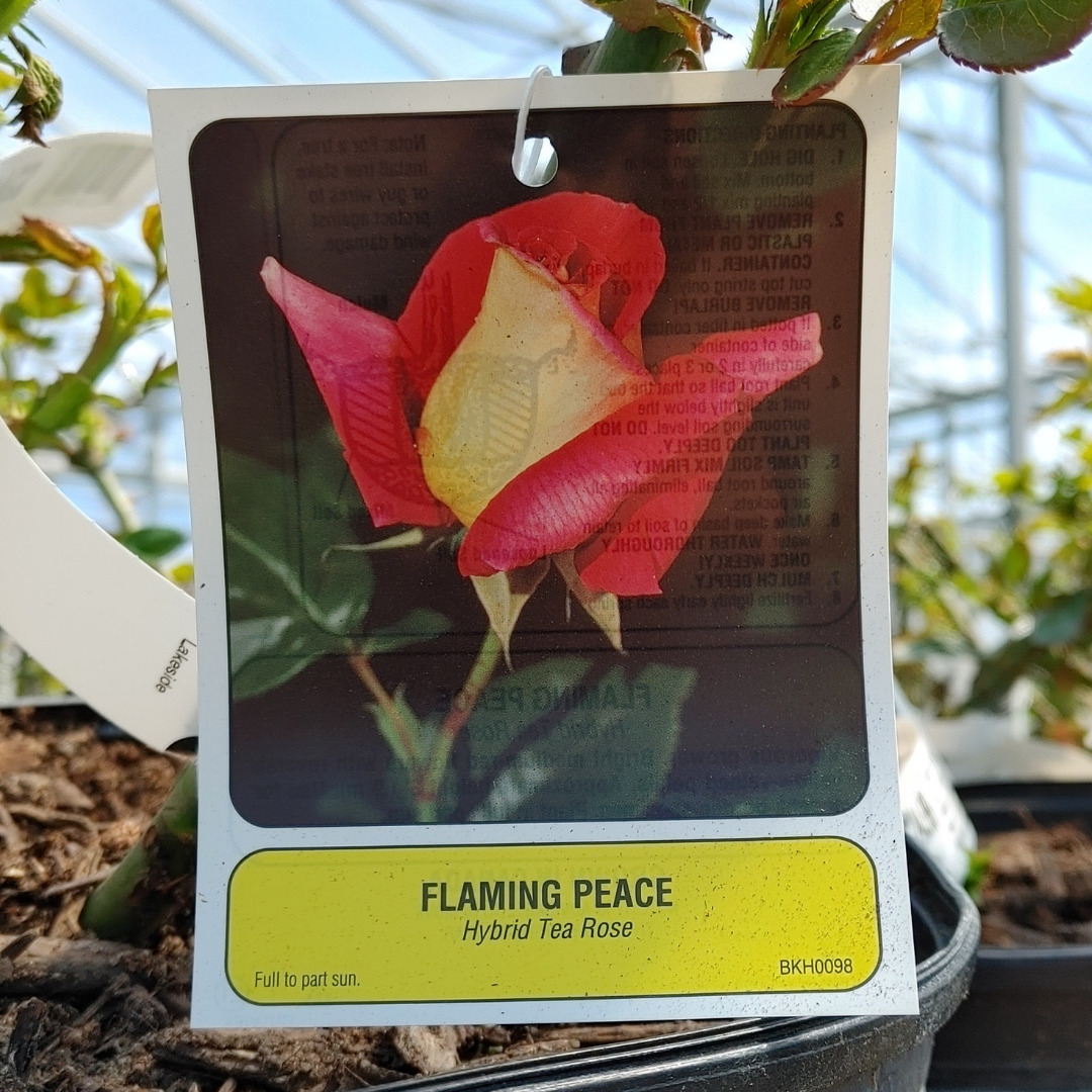 Rose: Flaming Peace (Hybrid Tea Rose) – Lakeside Garden Gallery