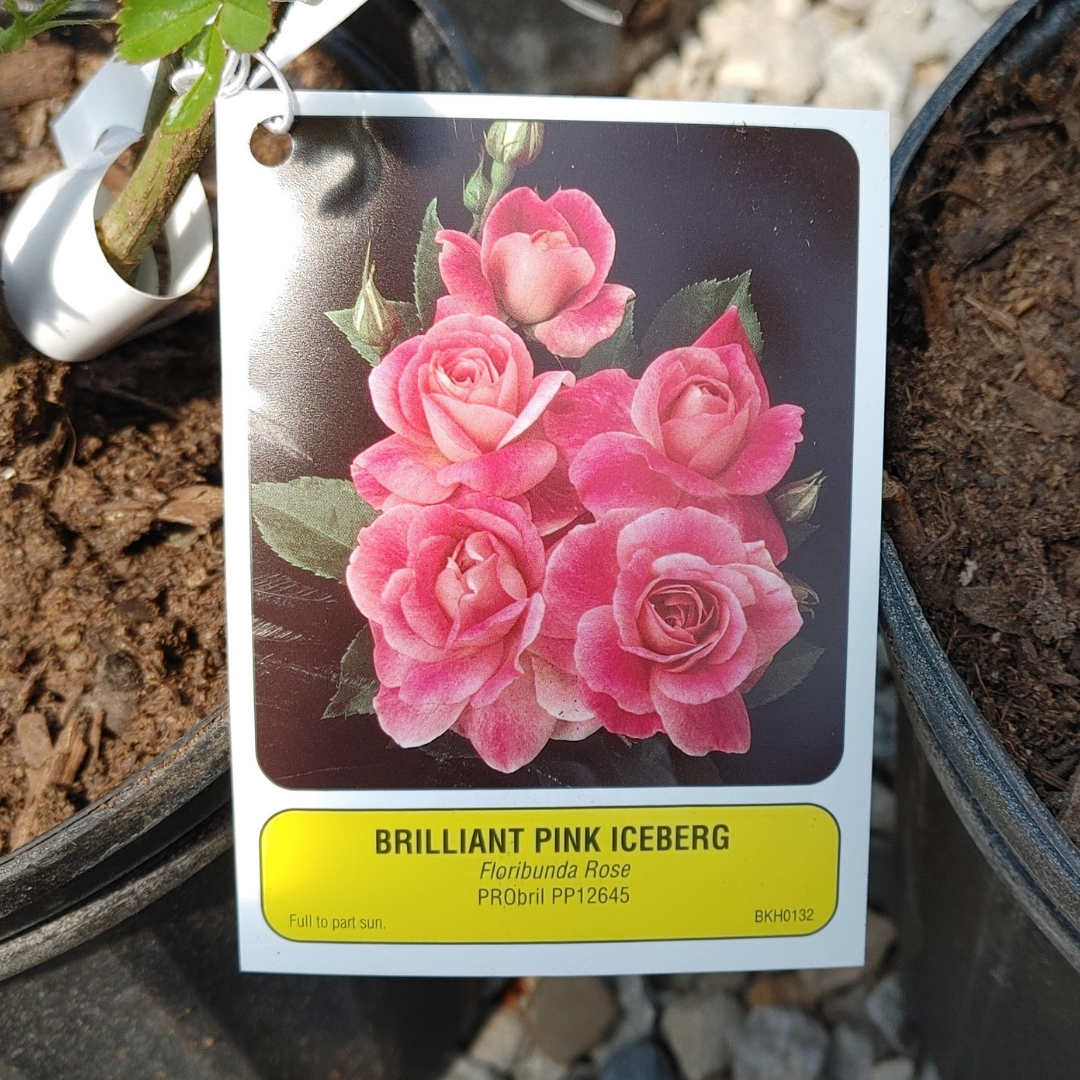 Rose: Brilliant Pink Iceberg (Floribunda Rose) – Lakeside Garden Gallery