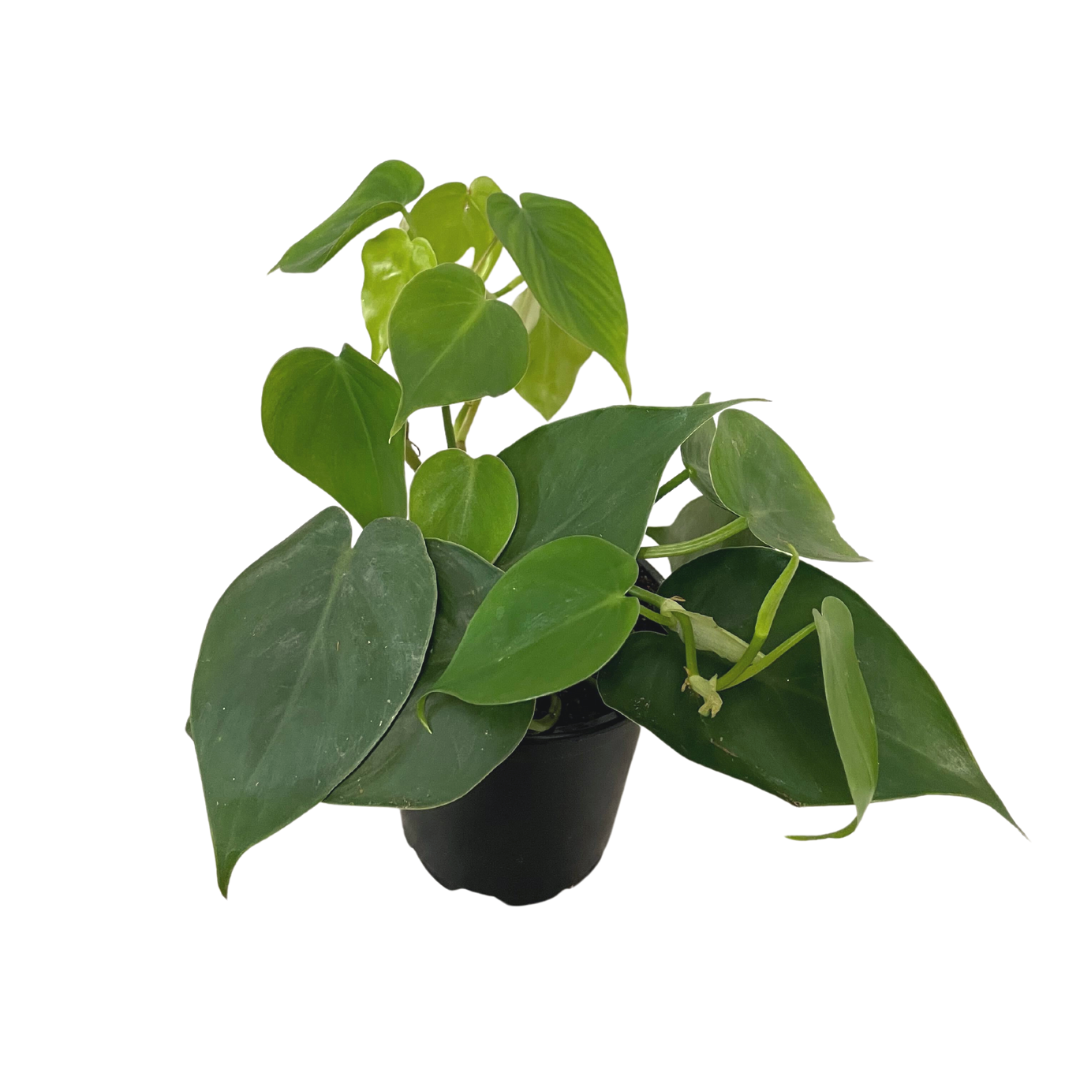 Philodendron: Sweetheart Vine – Lakeside Garden Gallery