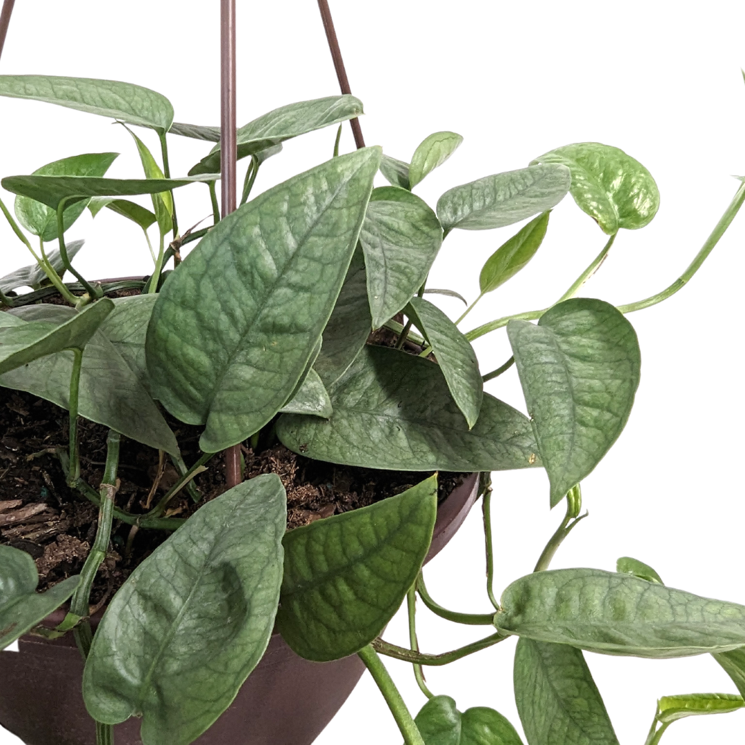 Pothos: Cebu Blue – Lakeside Garden Gallery