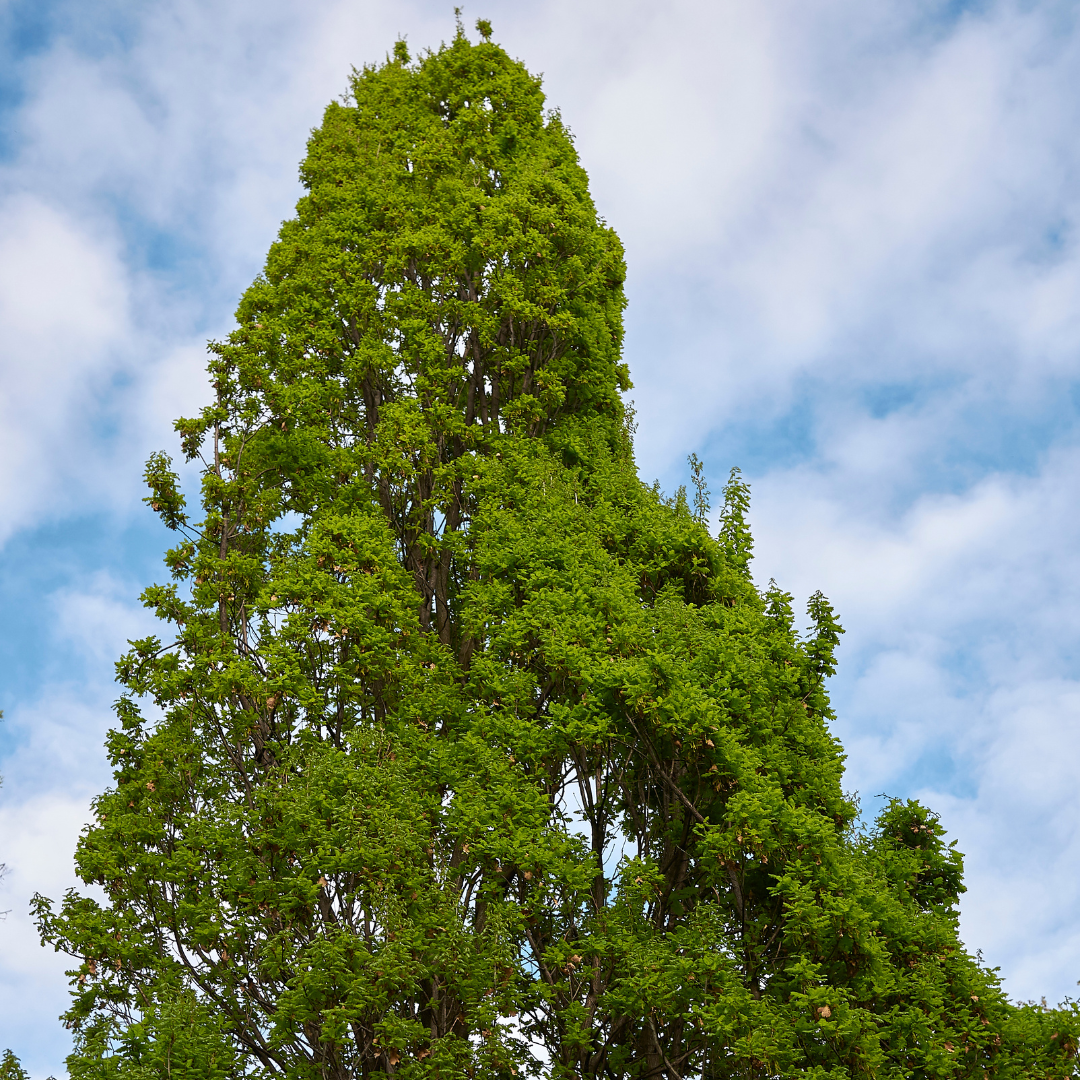Oak Tree: Crimson Spire – Lakeside Garden Gallery