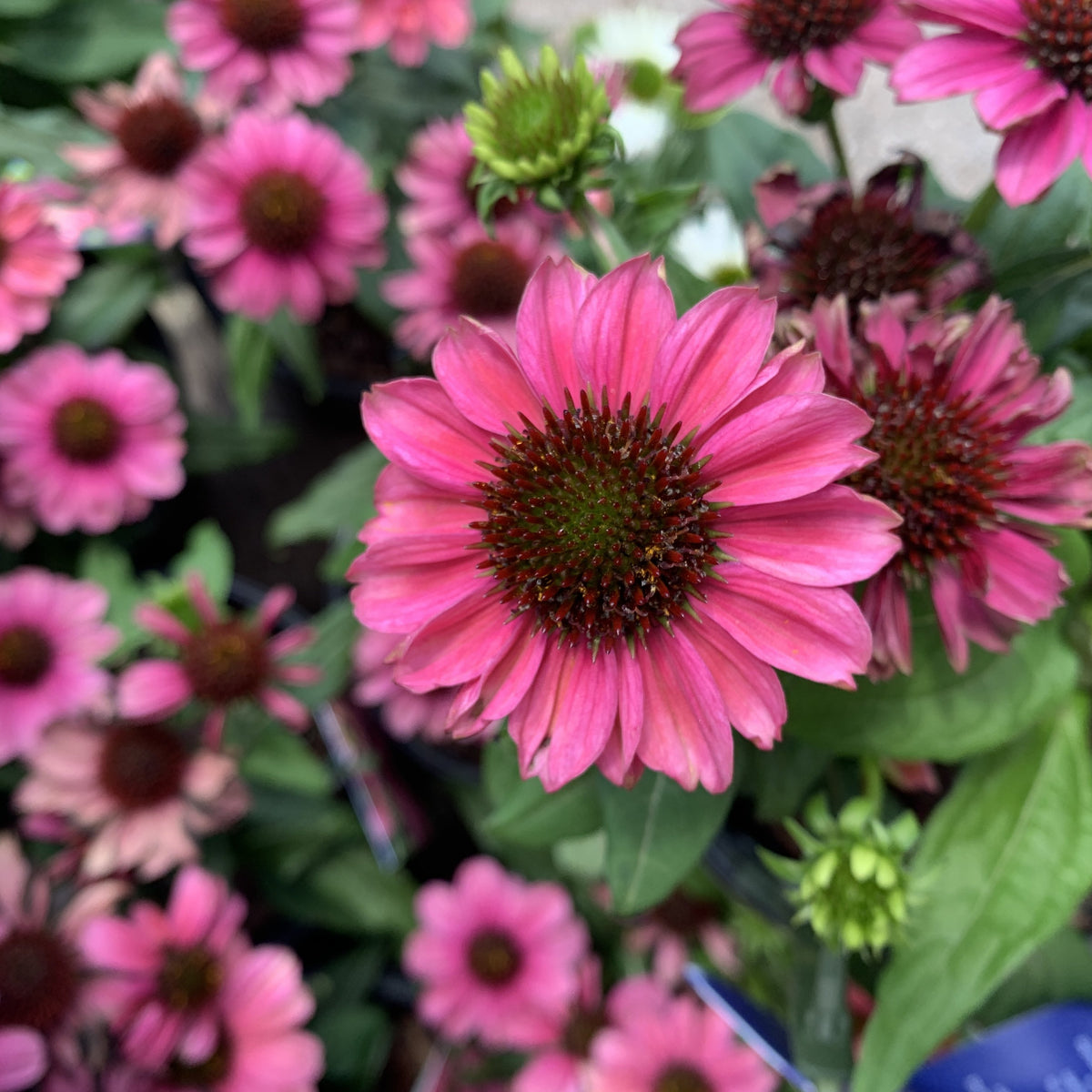 Echinacea: Evolution Colorific – Lakeside Garden Gallery