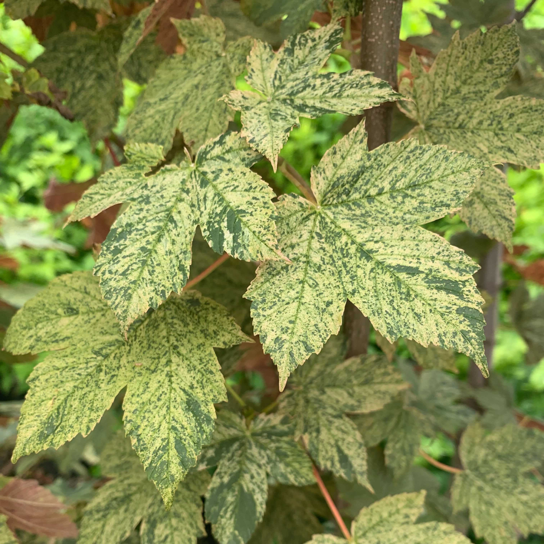 Maple Tree: Eskimo Sunset – Lakeside Garden Gallery