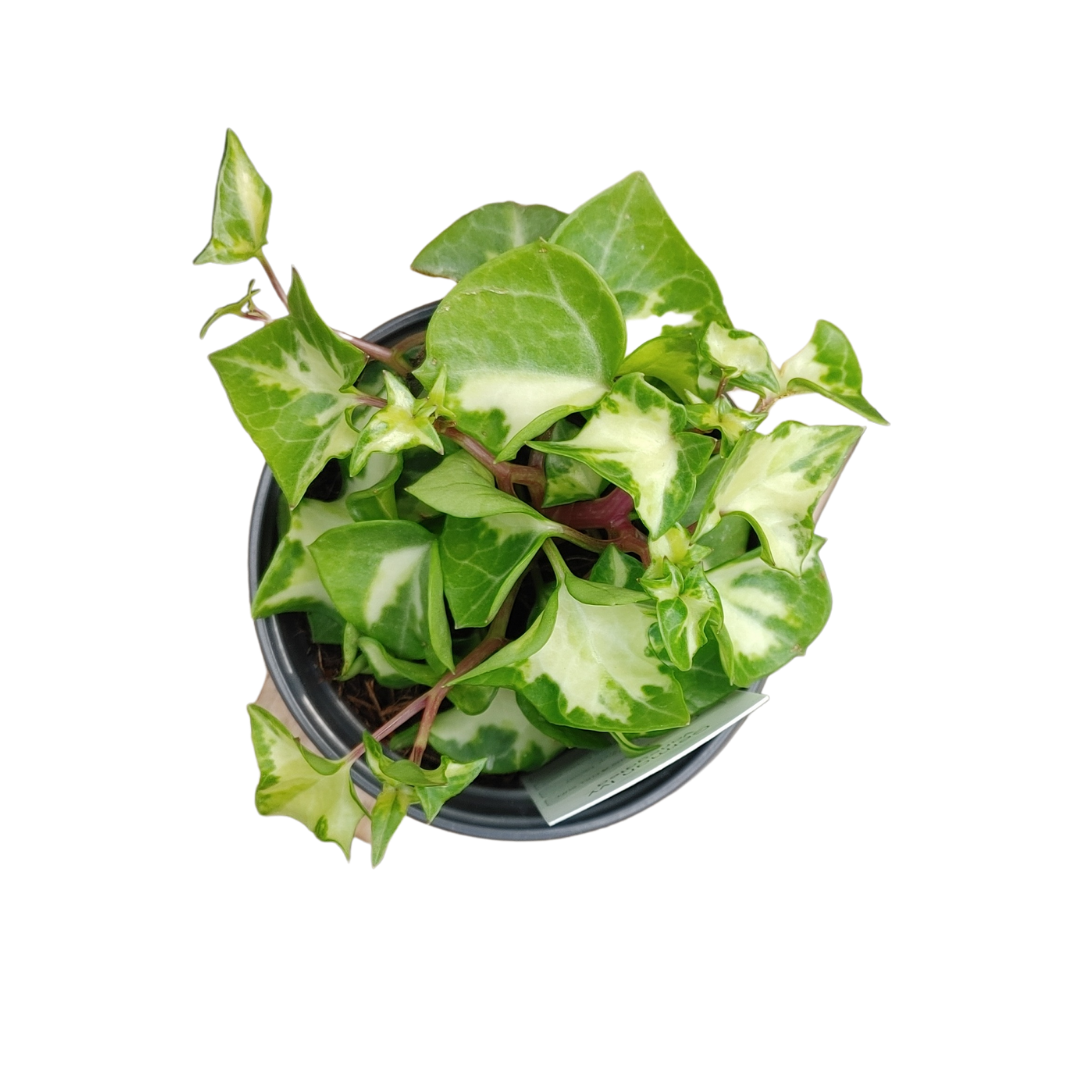 German Ivy Variegated – Lakeside Garden Gallery