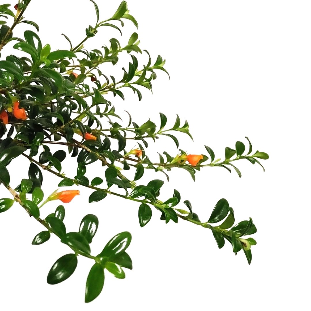 Columnea gloriosa (Goldfish Vine) Hanging Basket – Lakeside Garden Gallery