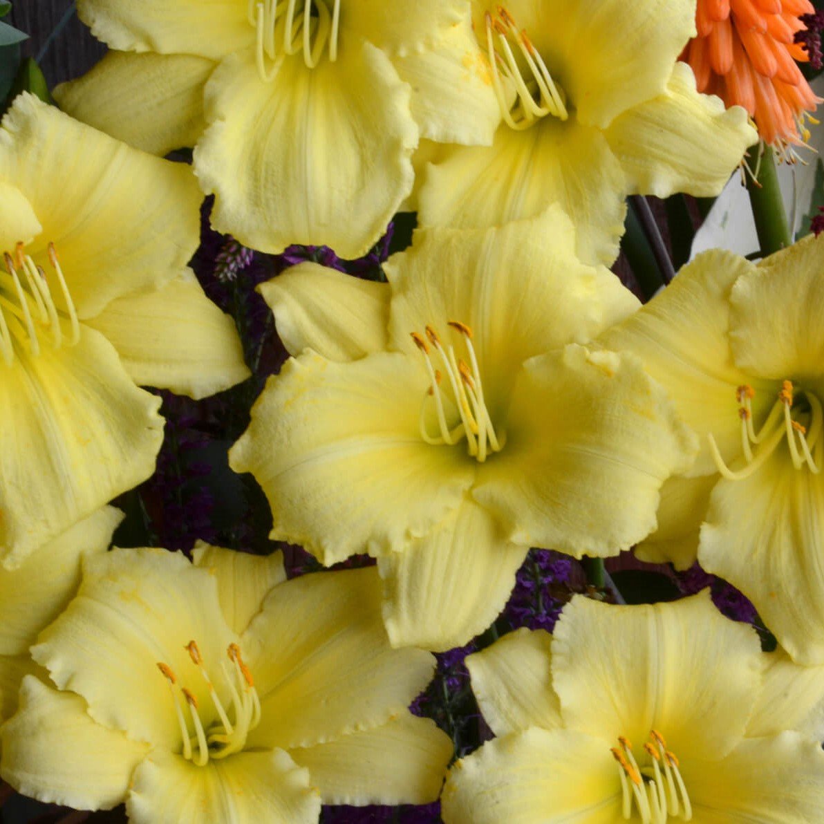 Daylily: Stella Supreme – Lakeside Garden Gallery