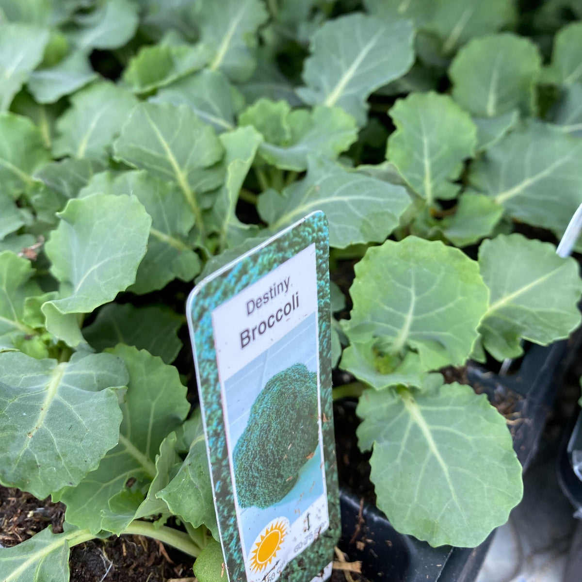 Broccoli 'Destiny' – Lakeside Garden Gallery