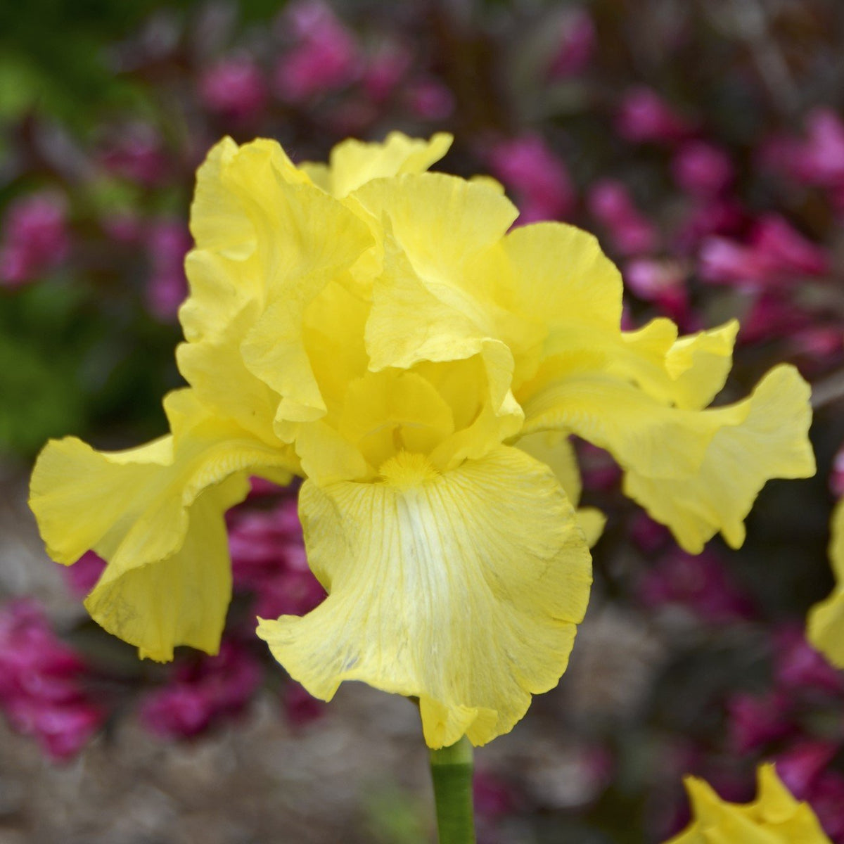 Iris: Harvest of Memories – Lakeside Garden Gallery