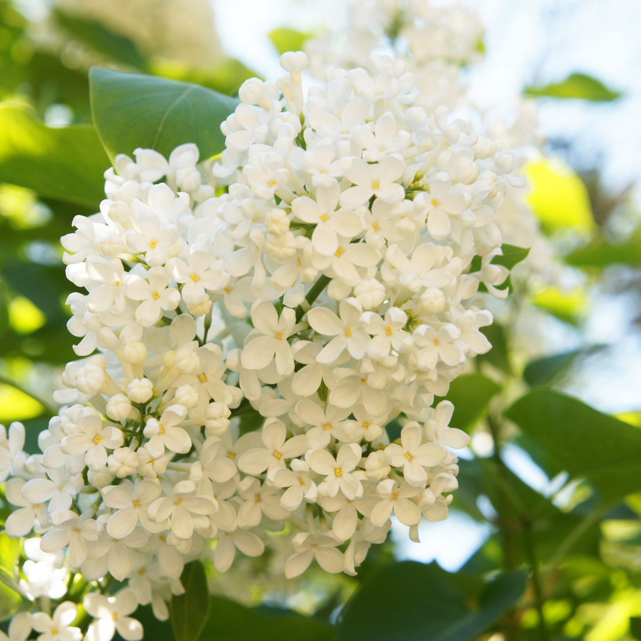 Lilac Tree: Ivory Silk – Lakeside Garden Gallery
