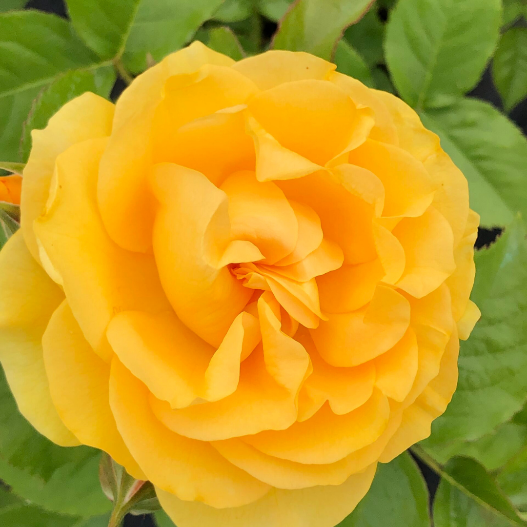 Rose: Julia Child (Floribunda) – Lakeside Garden Gallery