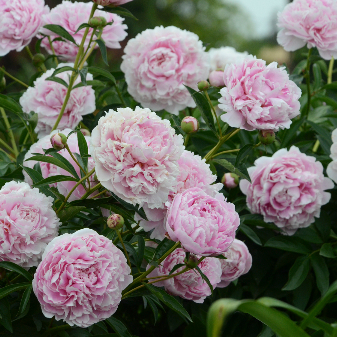 Peony: Sarah Bernhardt – Lakeside Garden Gallery