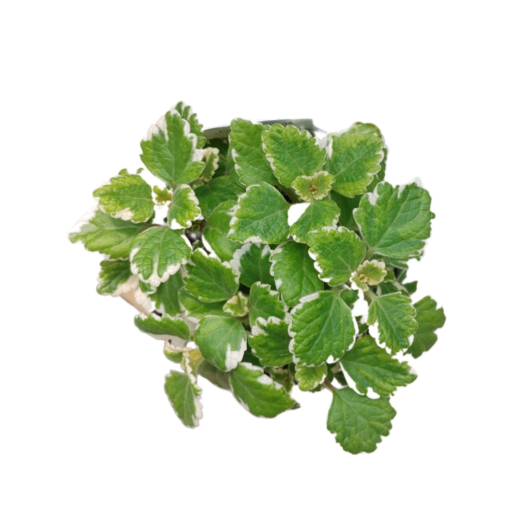 Plectranthus Variegata – Lakeside Garden Gallery