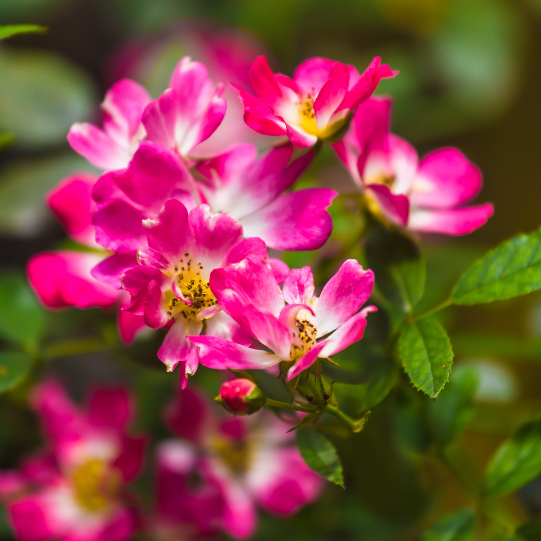 Drift Rose: Pink Drift® – Lakeside Garden Gallery