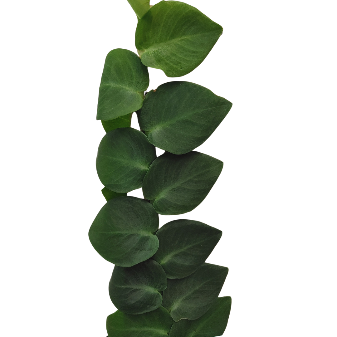 Shingle Vine – Lakeside Garden Gallery