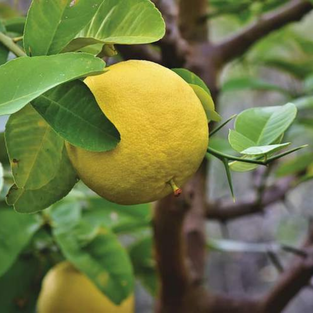 Citrus Trees – Lakeside Garden Gallery
