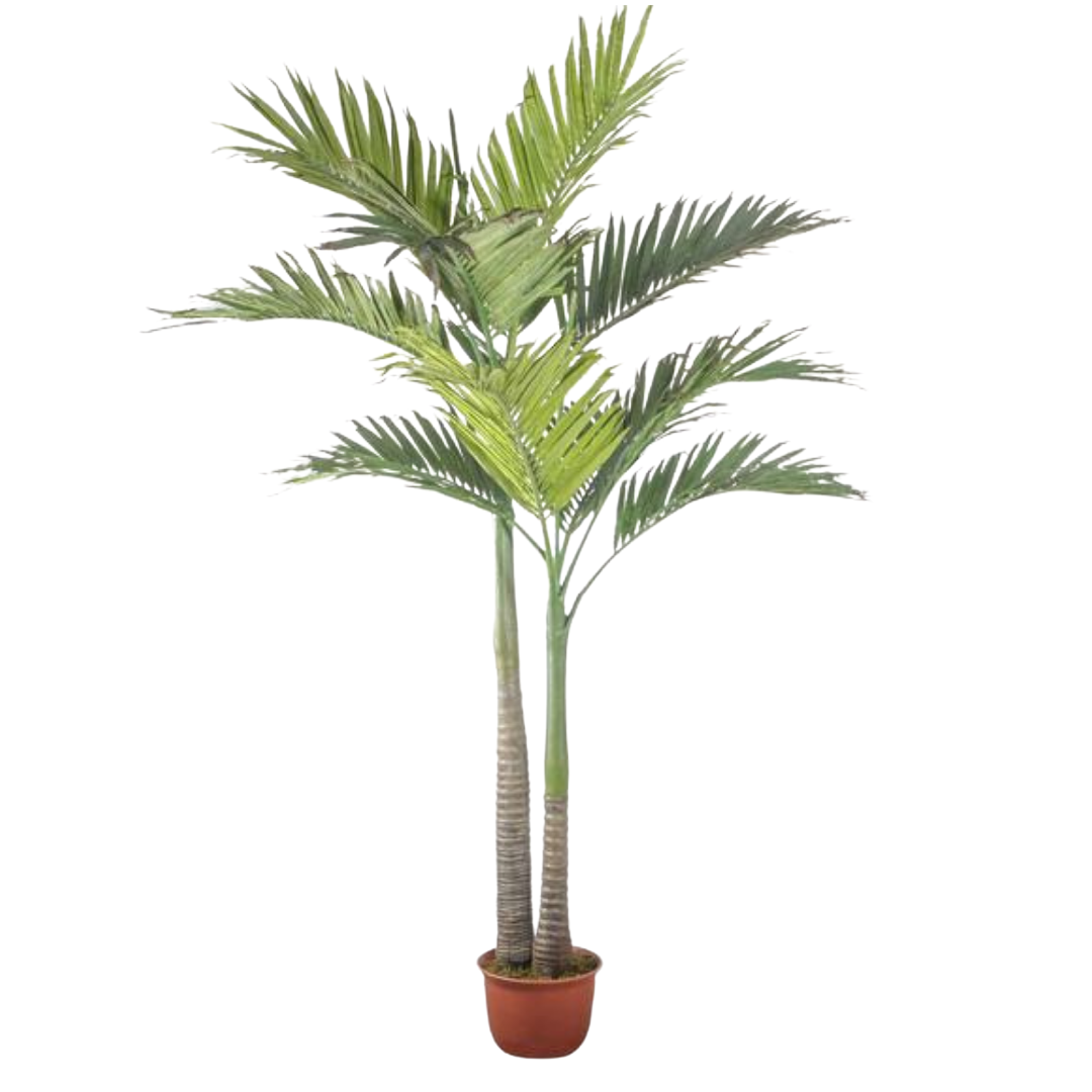 Alexandria Palm Silk Plant – Lakeside Garden Gallery