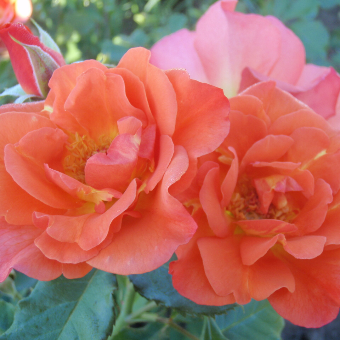 Rose: Westerland (Climber) – Lakeside Garden Gallery