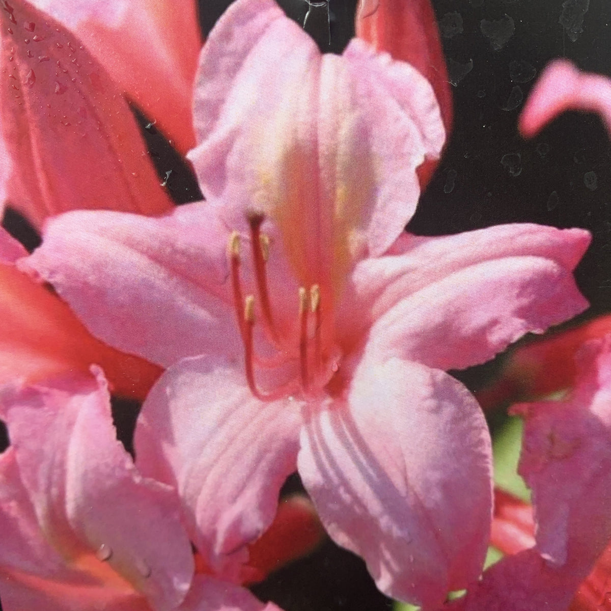 Azalea 'Candy Lights' – Lakeside Garden Gallery