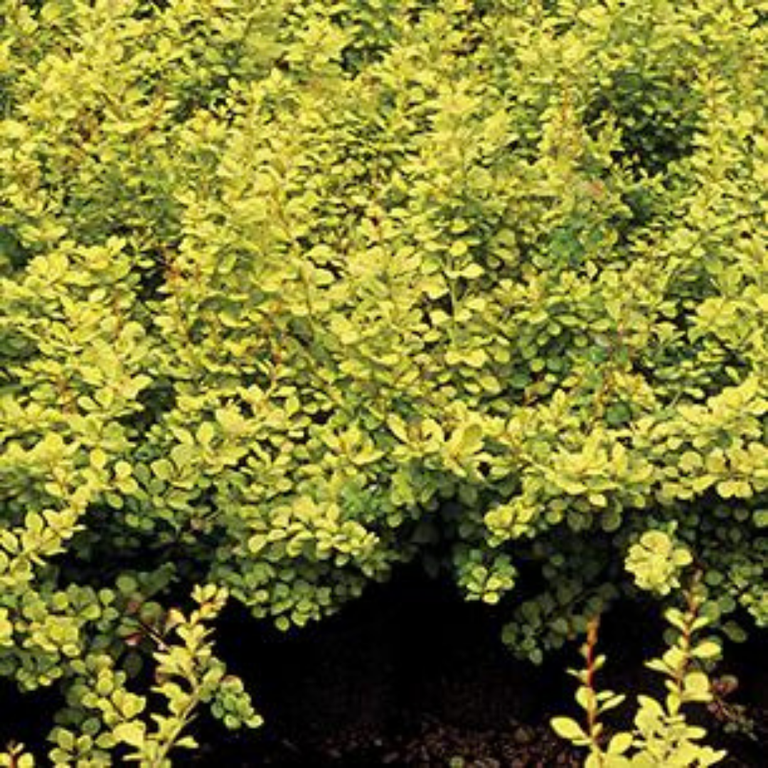 Barberry: Dwarf Golden – Lakeside Garden Gallery