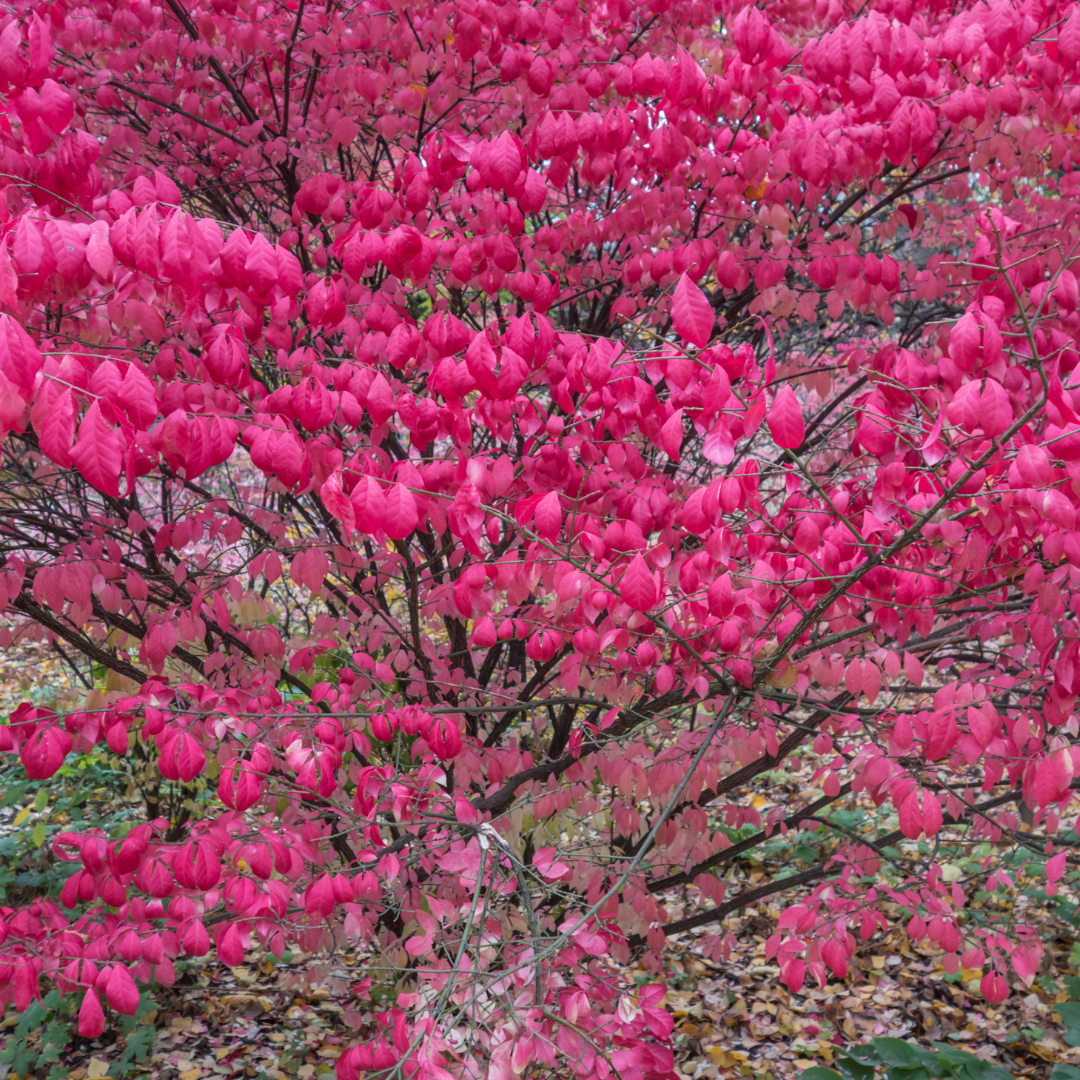 Burning Bush: Dwarf Winged – Lakeside Garden Gallery