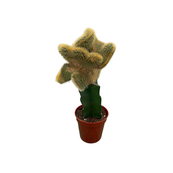 Cactus & Succulents – Lakeside Garden Gallery