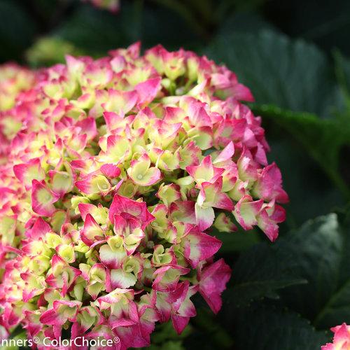 Flowering Shrubs – Tagged "Hydrangea" – Lakeside Garden Gallery