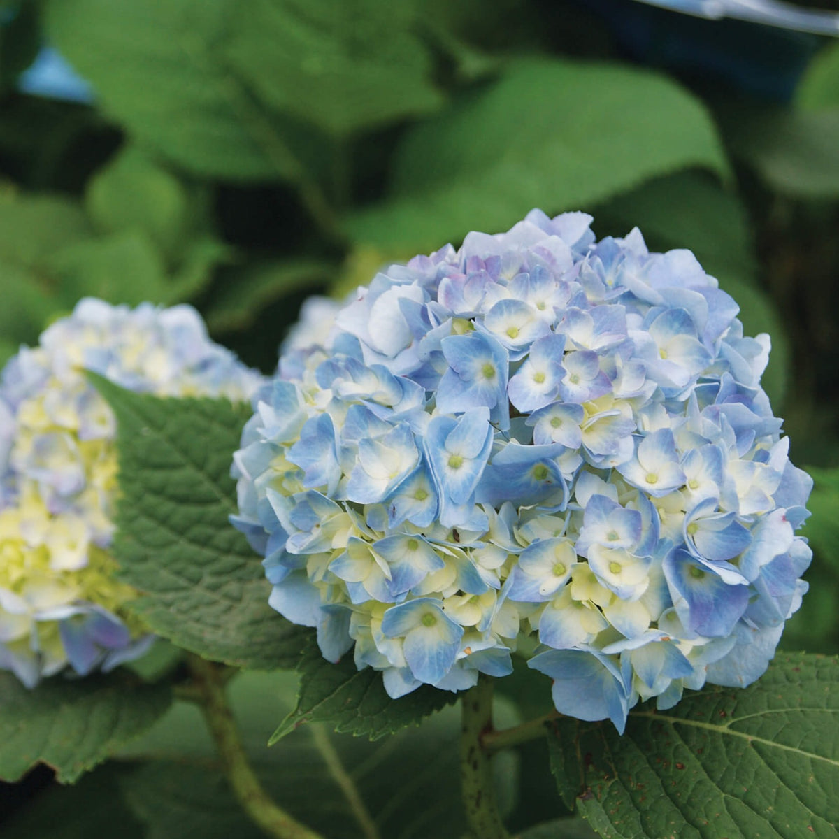 Endless Summer Hydrangea - 8" – Lakeside Garden Gallery
