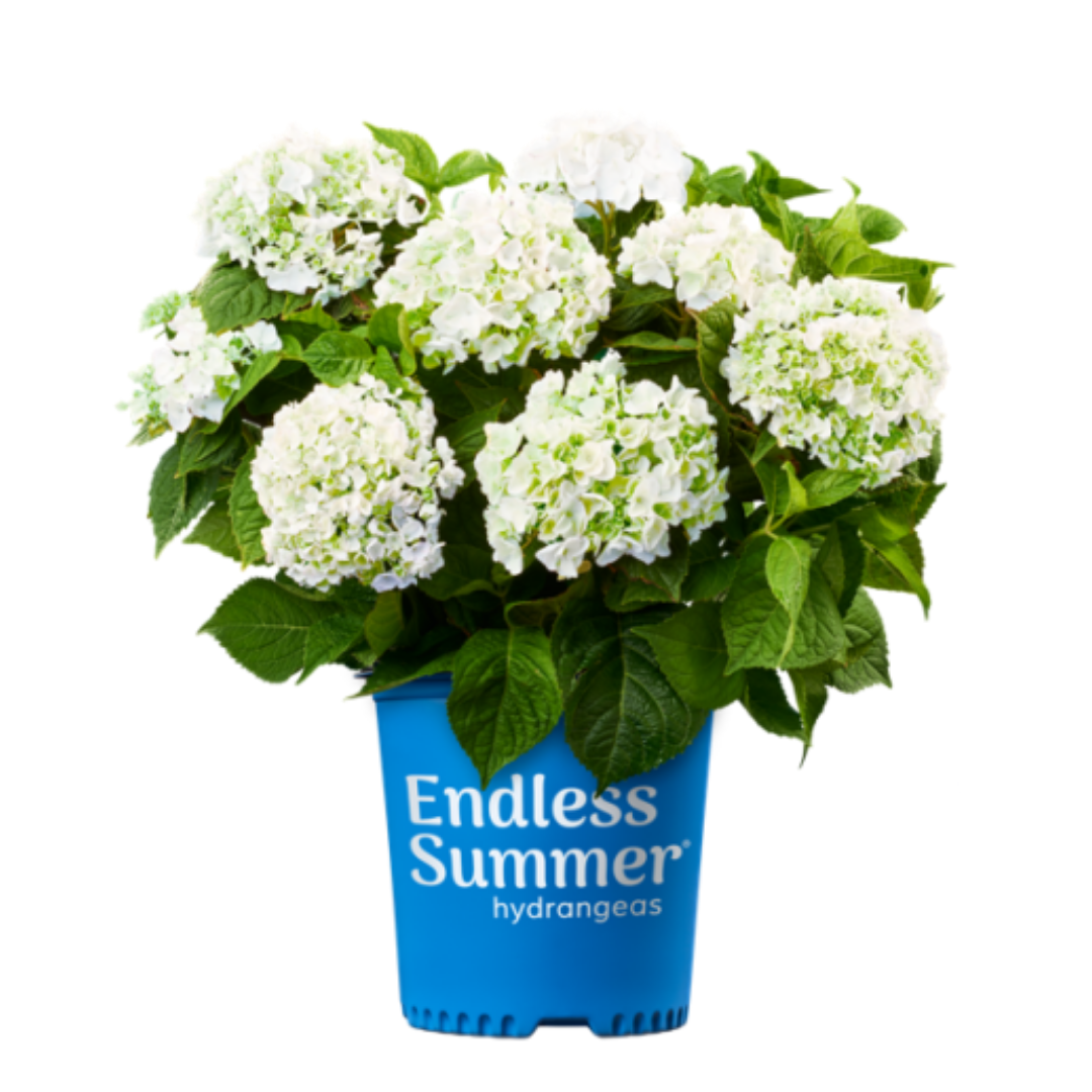 Endless Summer Hydrangea: Blushing Bride – Lakeside Garden Gallery