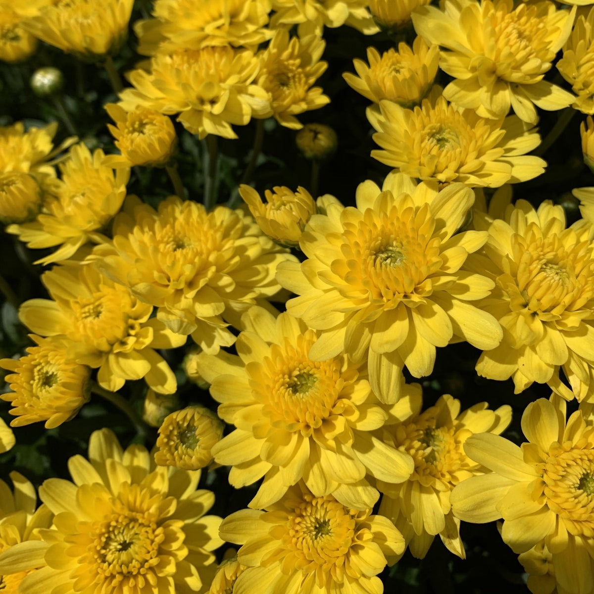 Fall Mums - 10" – Lakeside Garden Gallery