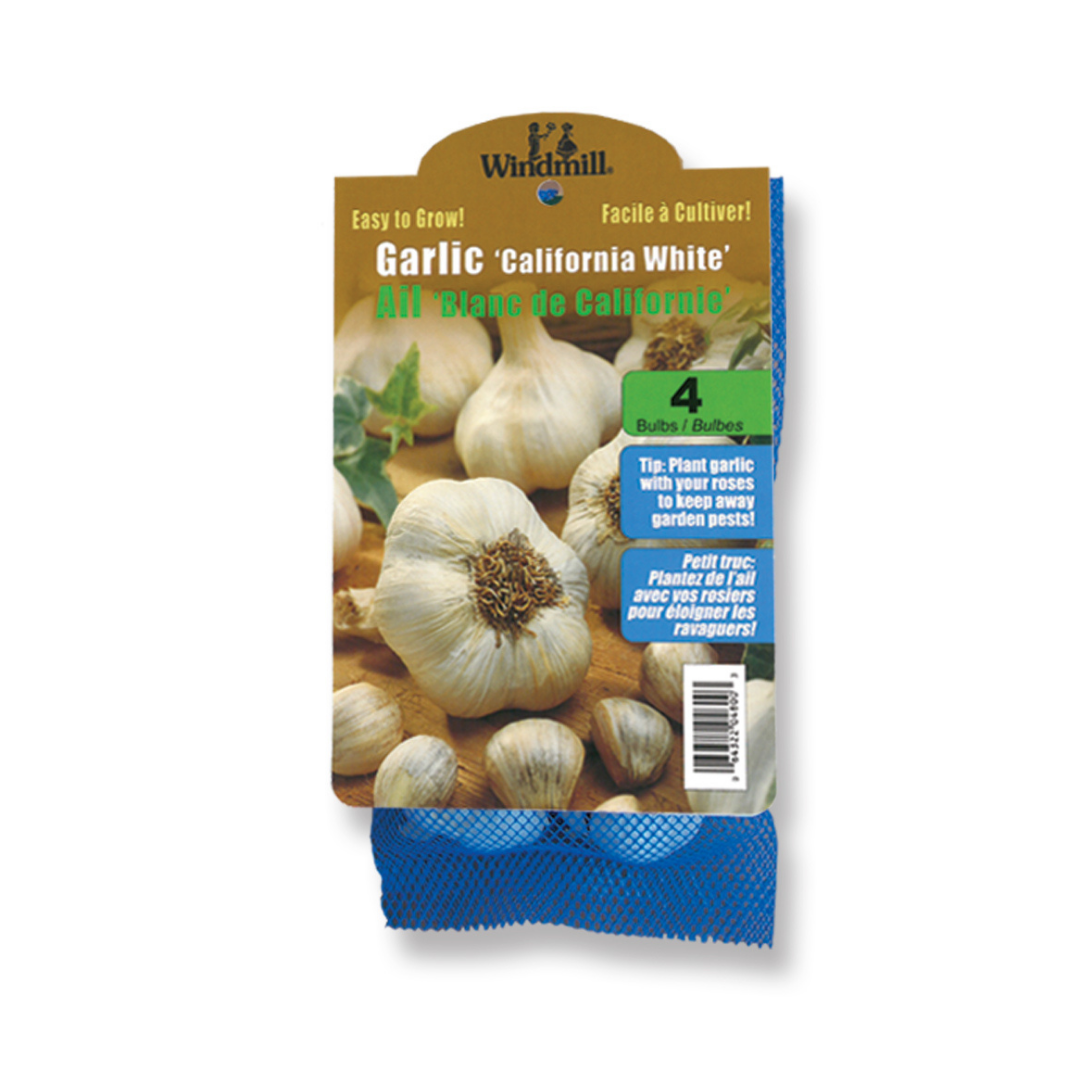 California White Garlic Bulbs – Lakeside Garden Gallery