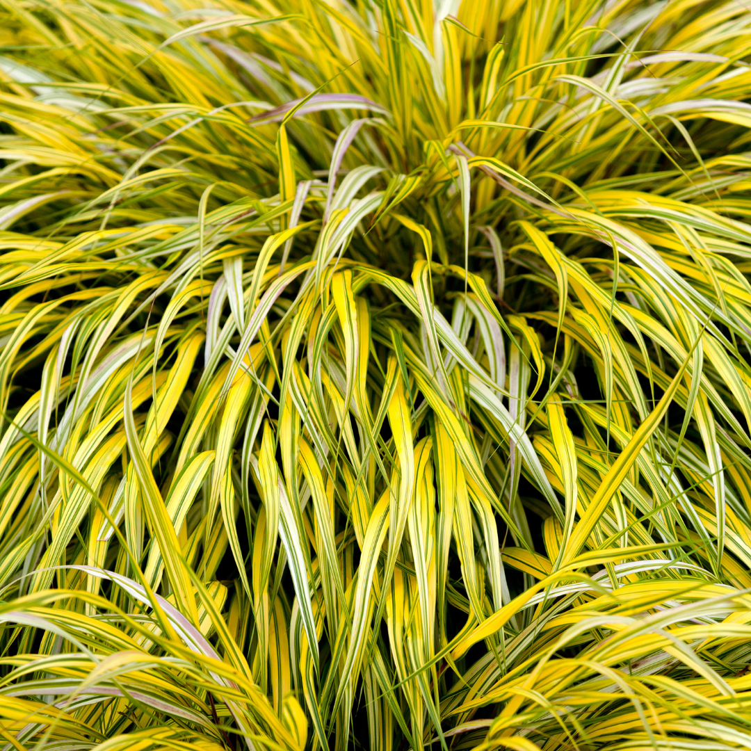 Perennial Grass: Golden Variegated Hakone – Lakeside Garden Gallery