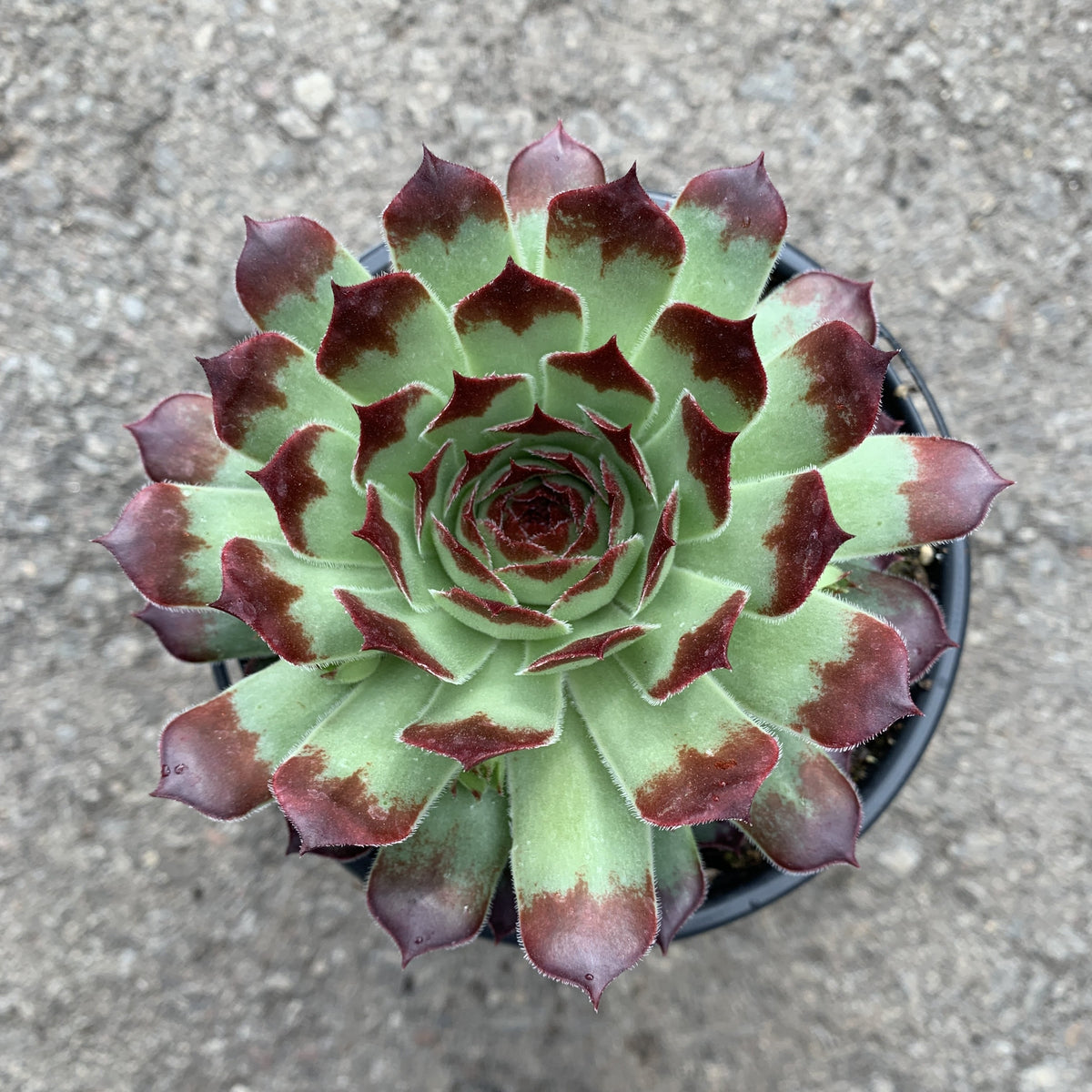 Hens and Chicks: Mint Marvel – Lakeside Garden Gallery