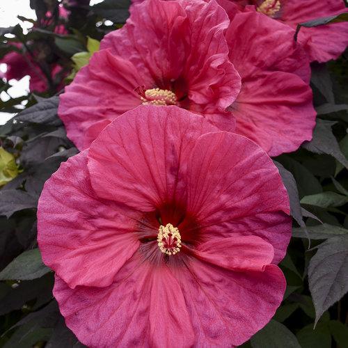 Perennial Hibiscus: Summerific Evening Rose (Proven Winners) – Lakeside ...