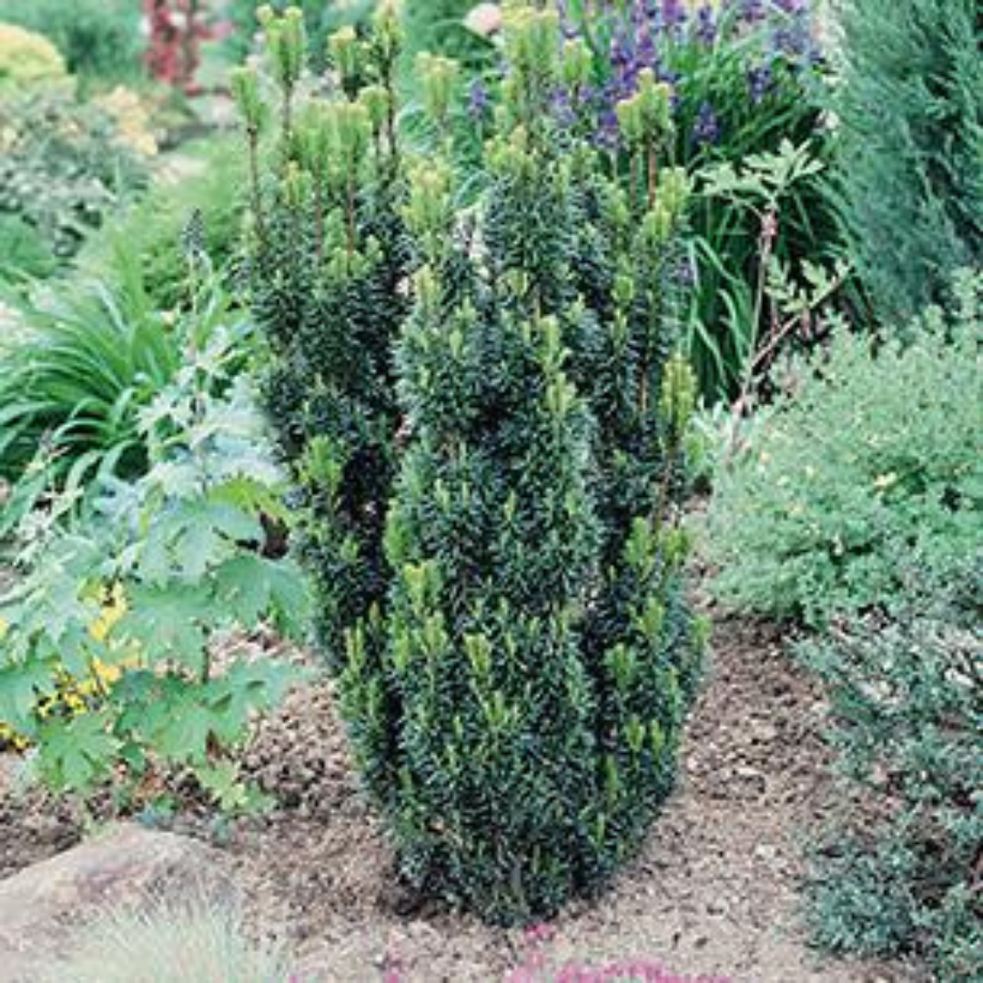 Yew: Hills – Lakeside Garden Gallery