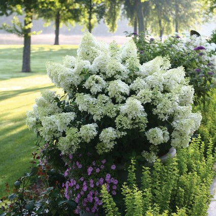 Flowering Shrubs – Tagged "Hydrangea" – Lakeside Garden Gallery