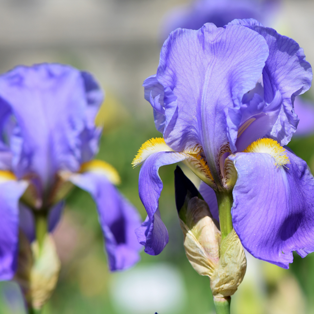 Grower's Choice Potted Iris Bundle – Lakeside Garden Gallery